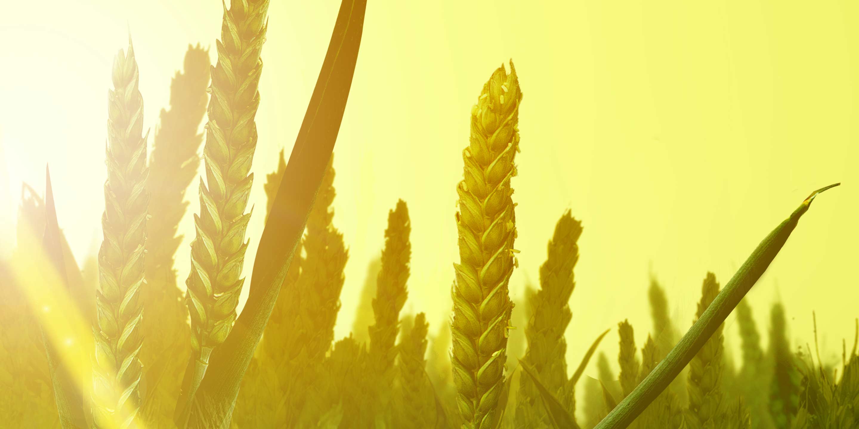 Bayer Crop Science Atlantis Star - KISS