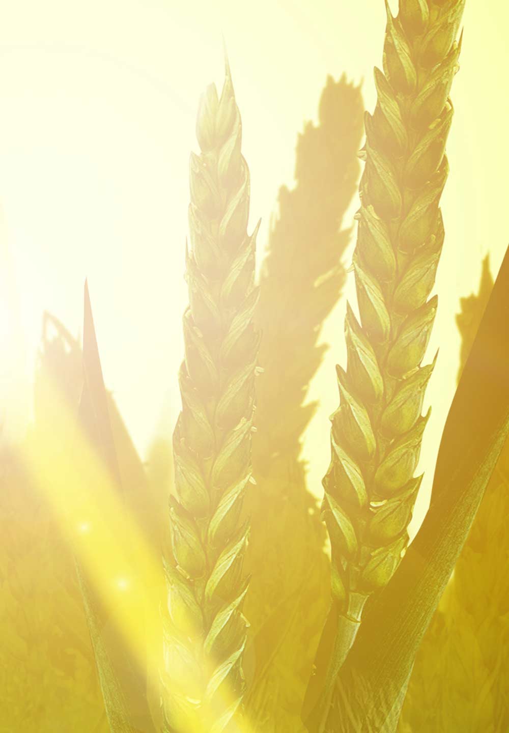 Bayer Crop Science Atlantis Star - KISS