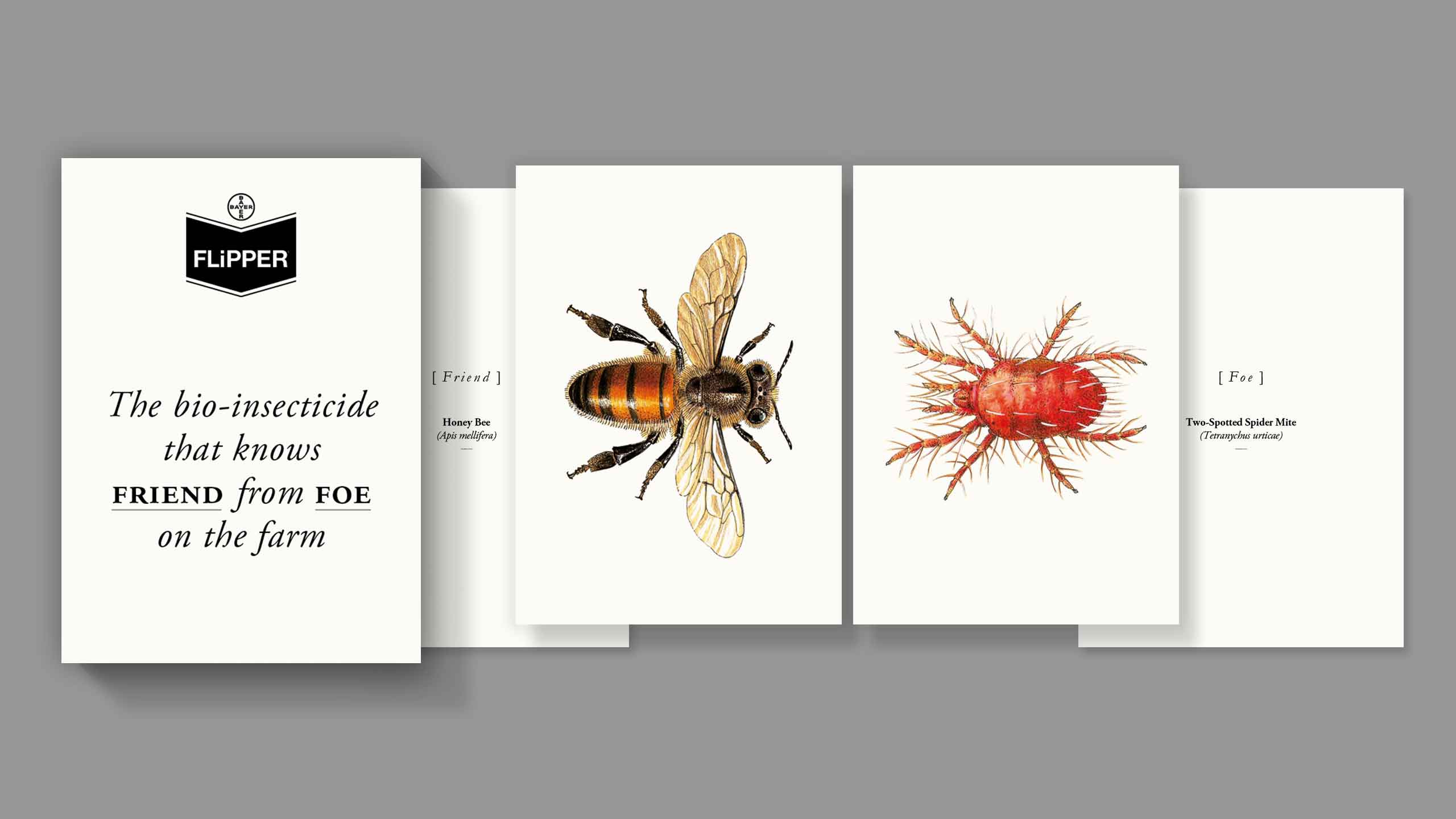 Bayer FLiPPER: Challenging category conventions - KISS